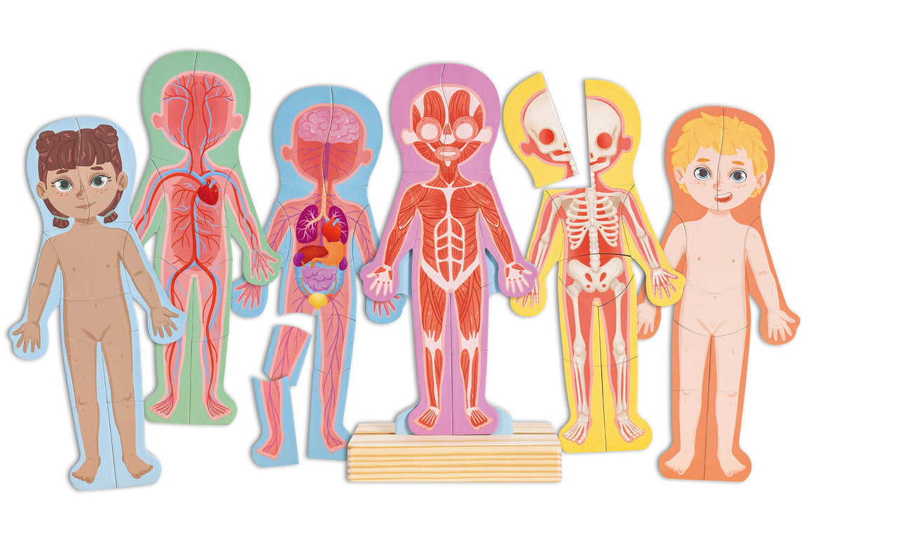 Hape Human Body Magnetic Puzzle | Anatomy Learning Set